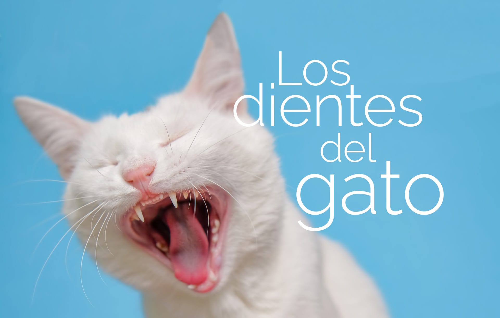 Dientes De Carnivoros